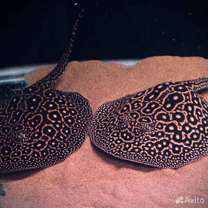 Жемчужные скаты