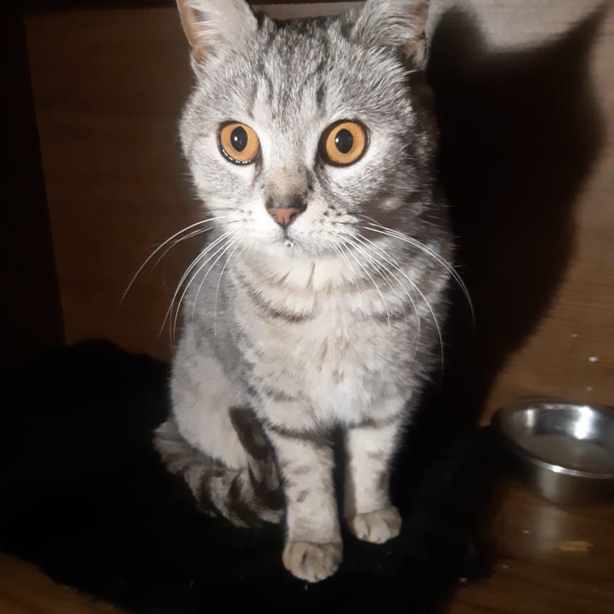 Кошечка Сима