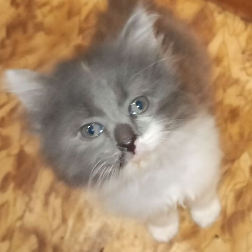 Уральский рекс котёнок