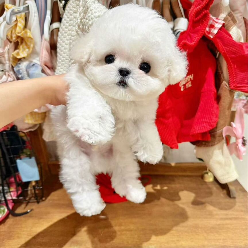 Бишон фризе, щенок