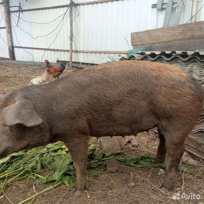 Хряк на мясо