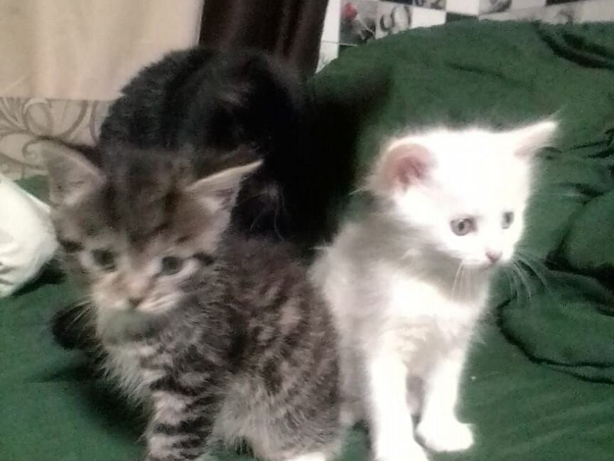 Котик белый, 2месяца. Бесплатно