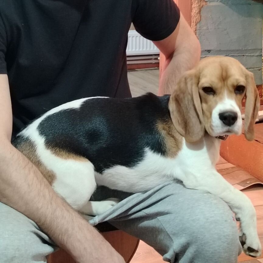 Бигль, щенок