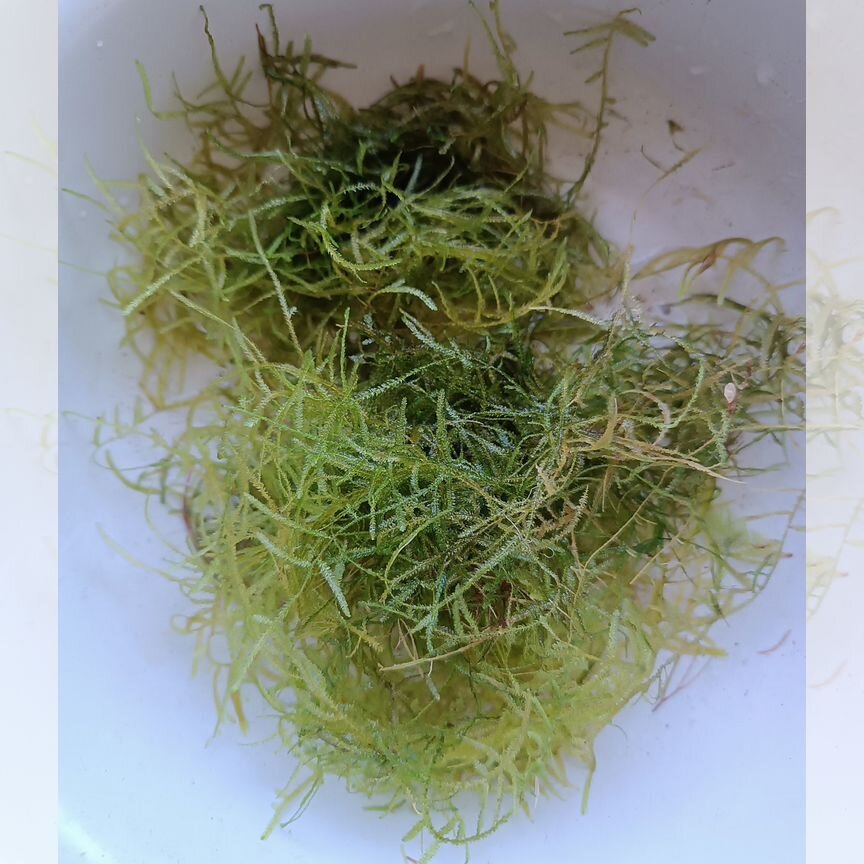 Мох для аквариума