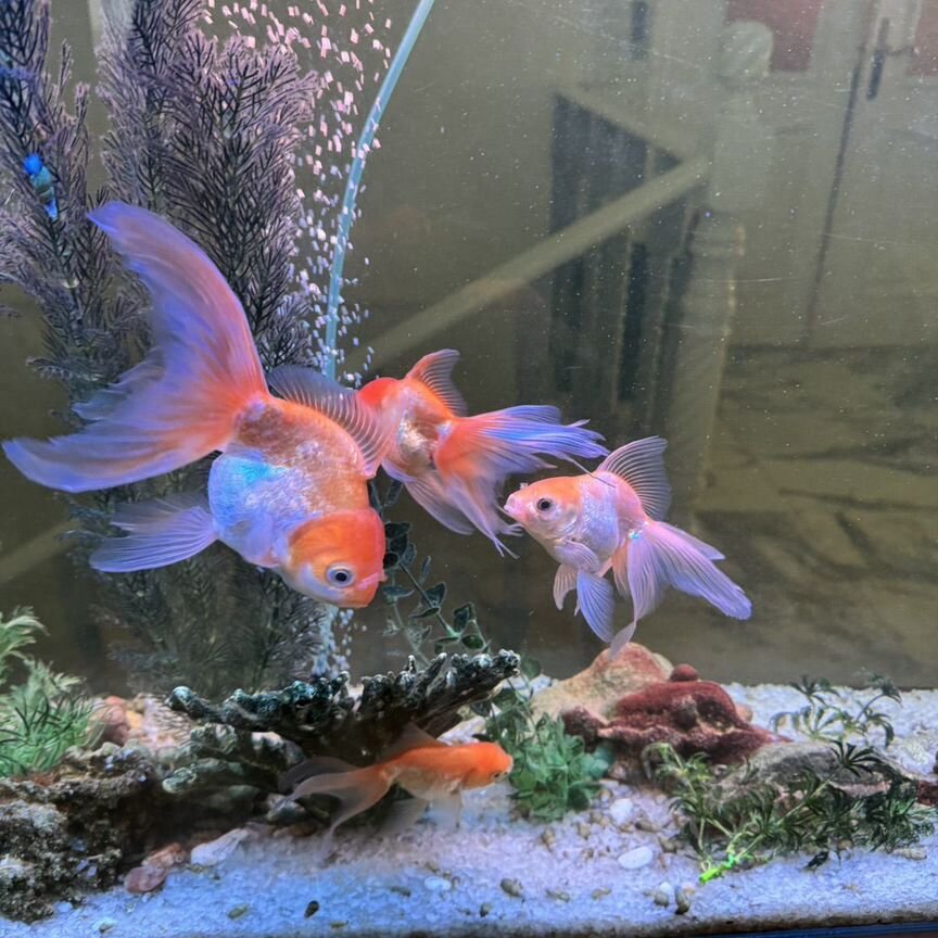 Аквариумные рыбки