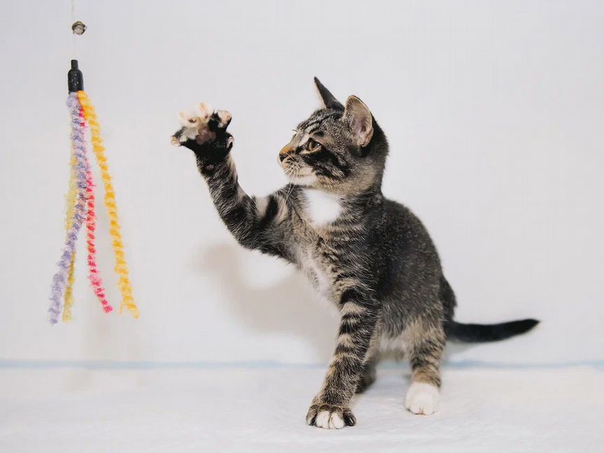 Котёнок ищет дом бесплатно Фундук