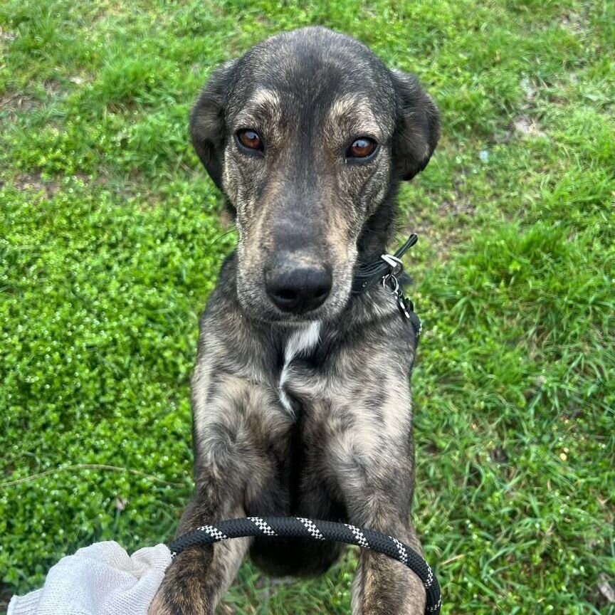 Взрослый пёс в добрые руки