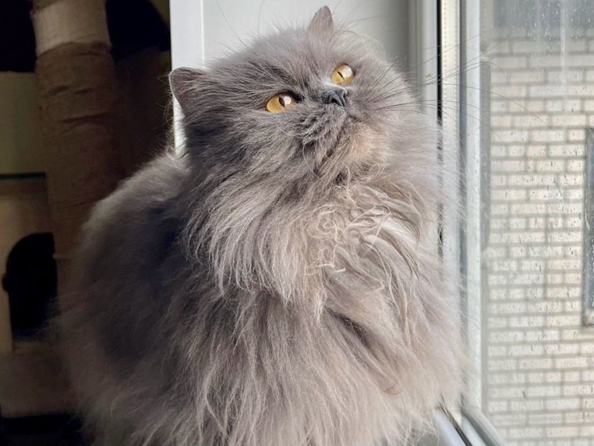 Котишки из приюта ждут человека