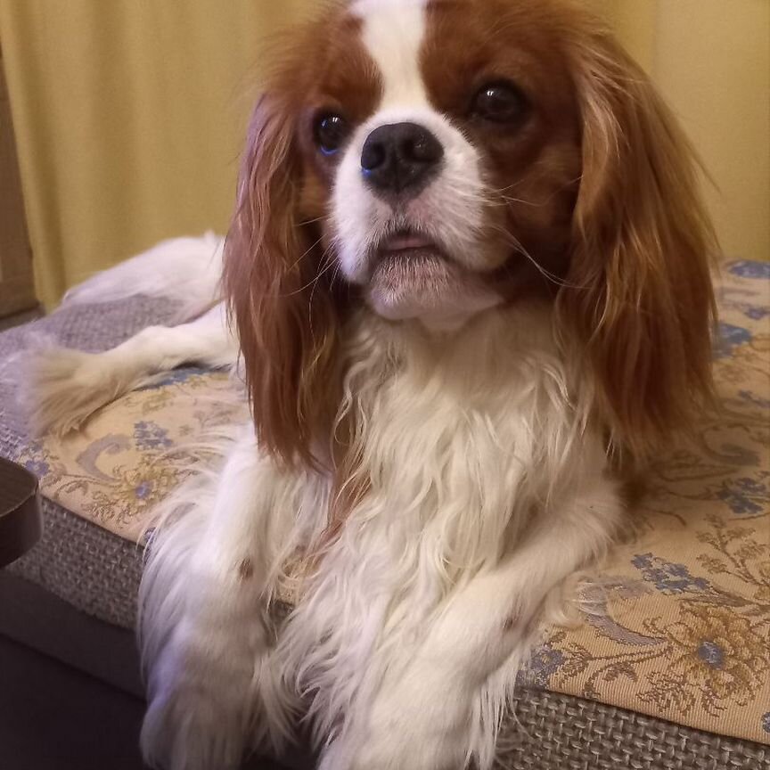 Вязка, Кавалер Кинг Чарльз Спаниель