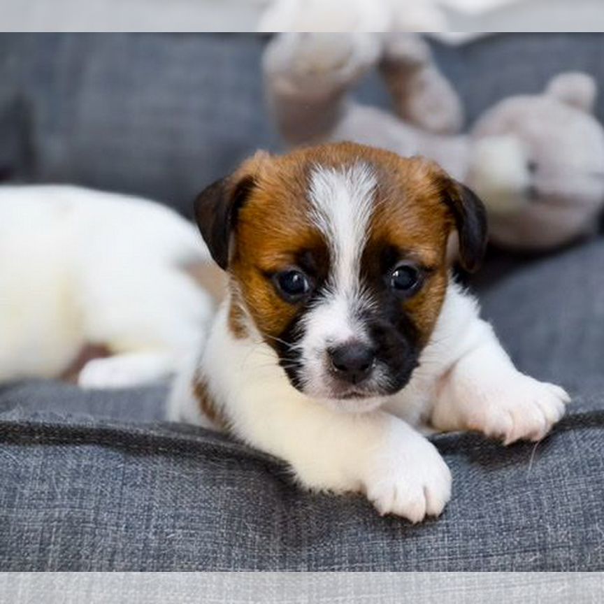 Джек-рассел-терьер, щенок