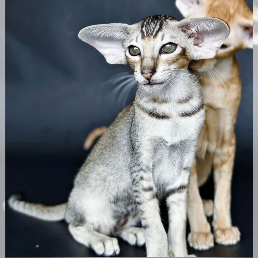 Ориентальный котёнок