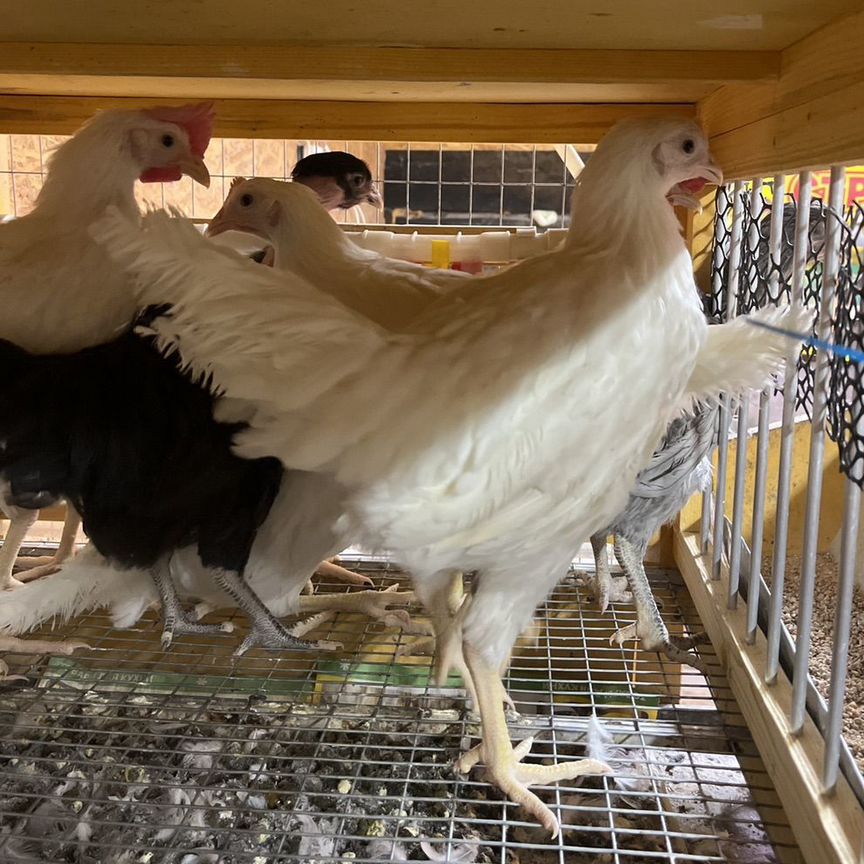 Куры молодки несушки домашние