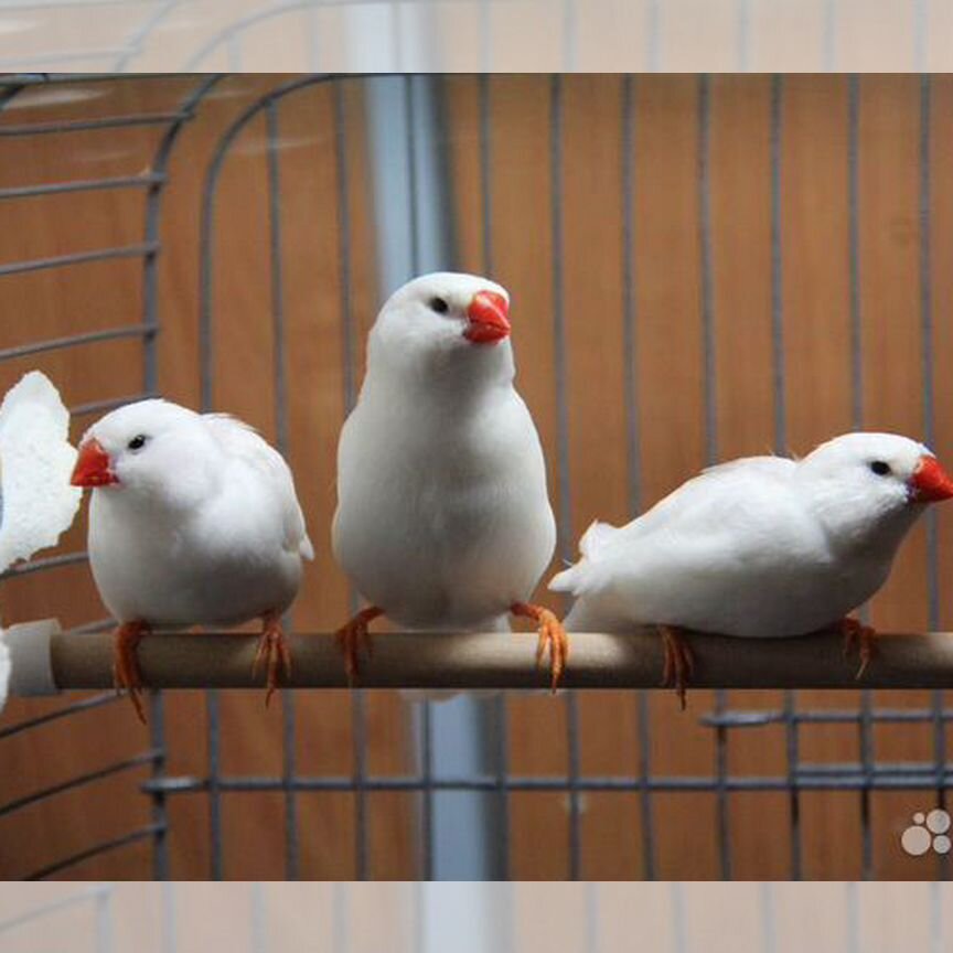 Зебровые амадины