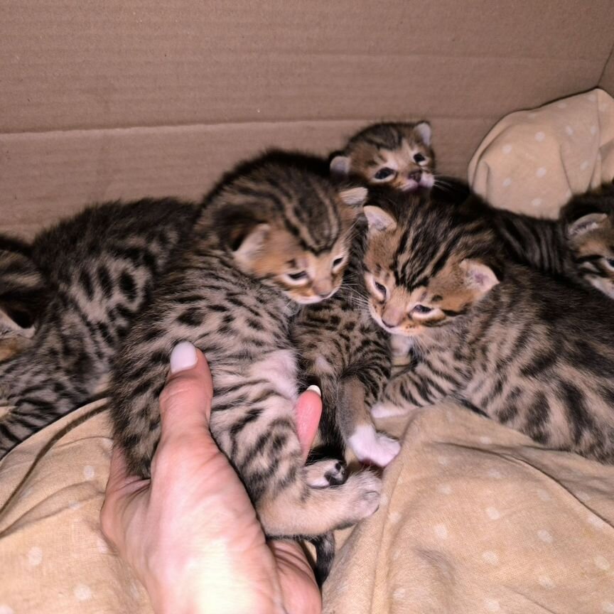 Бенгальские котята