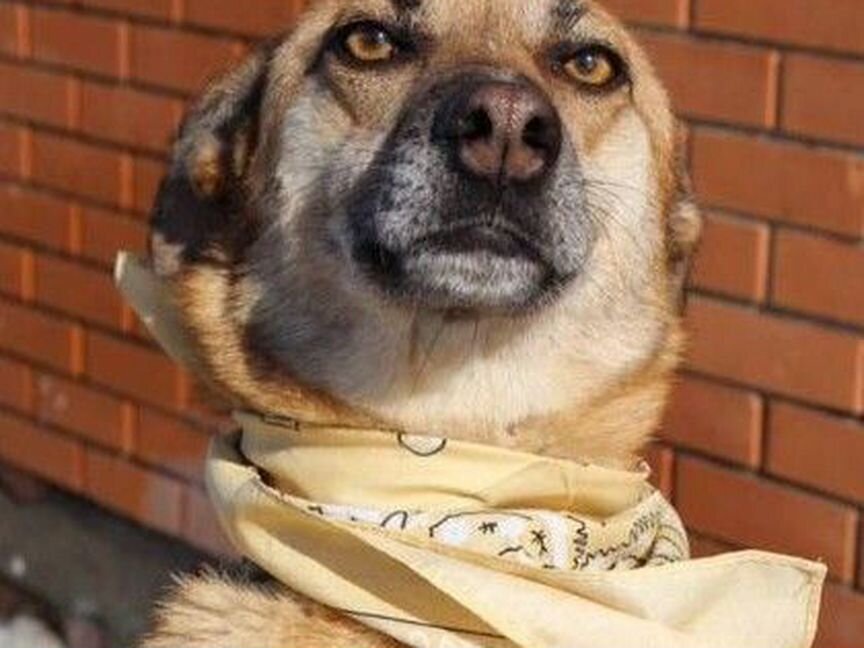 Собака пёс в добрые руки