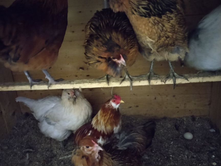 Амераукана дикий окрас