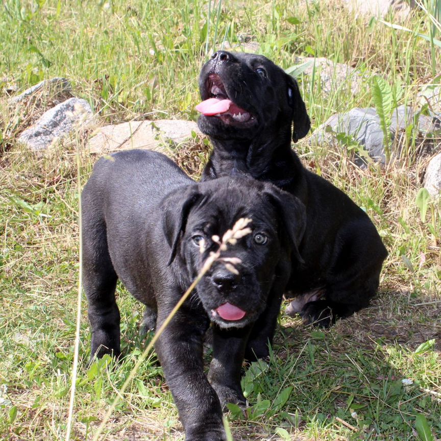 Кане-корсо щенки, окрас черный(с вет.паспортом)