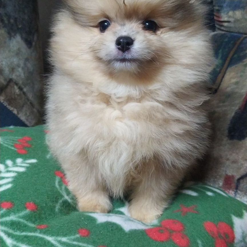 Шпиц мишка игрушка