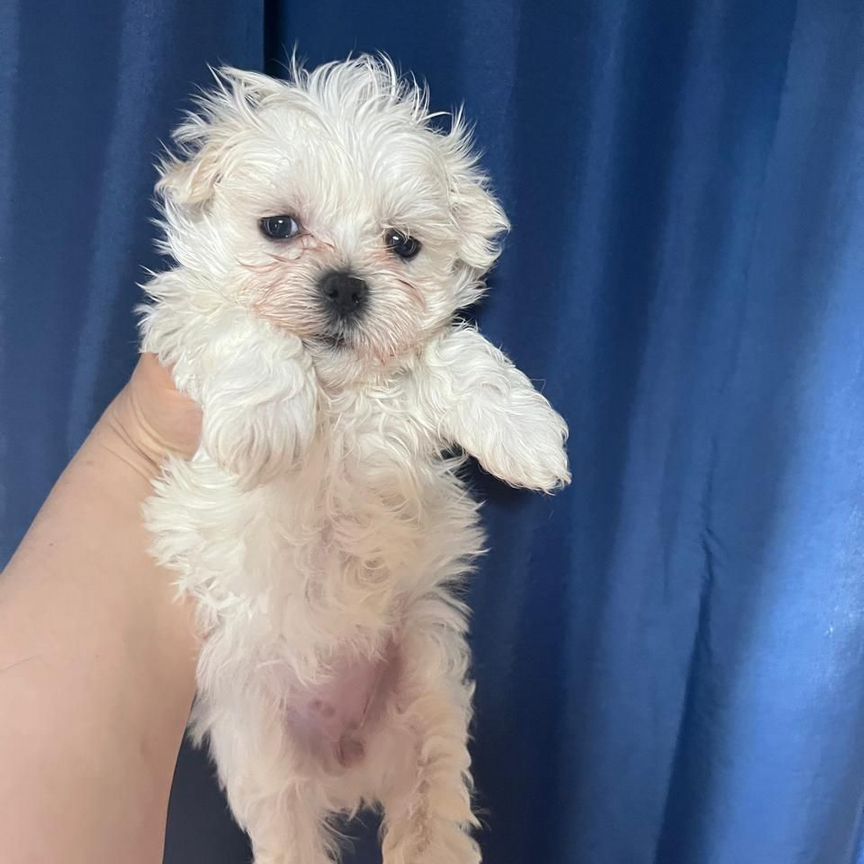 Красотка Мальтипушка F1 - очаровашка Каролина