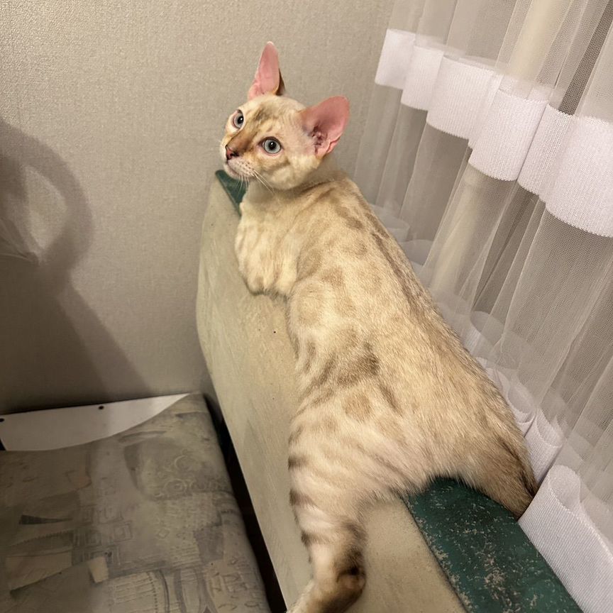 Бенгал мальчик