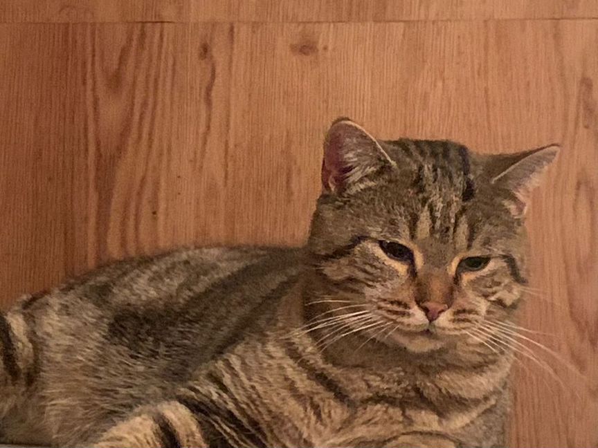 Молодые котики ищут дом