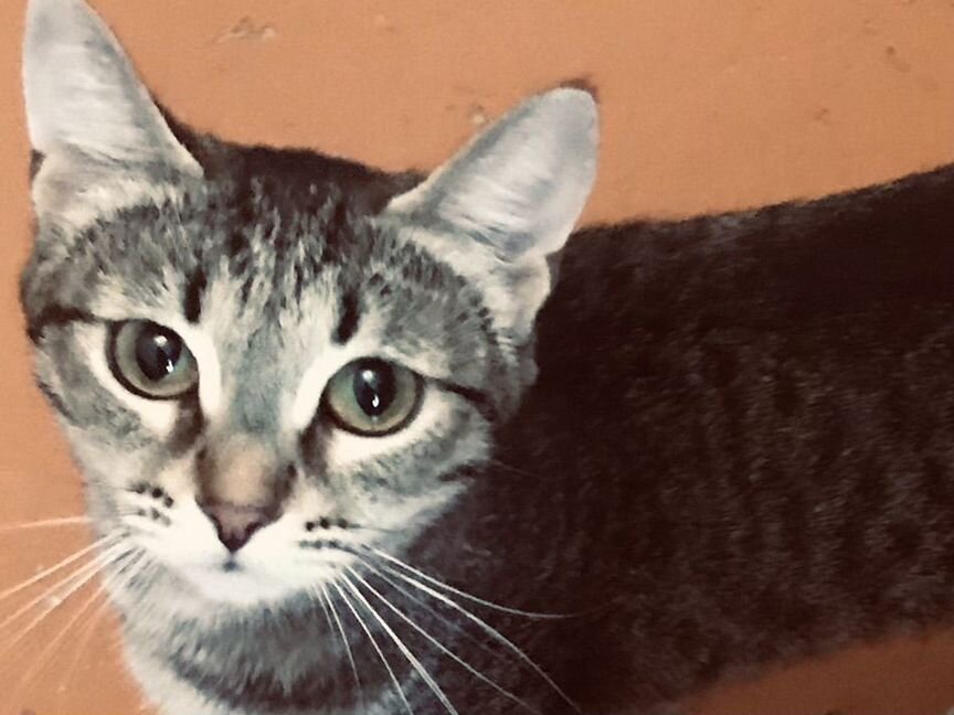 Кошка Маркиза