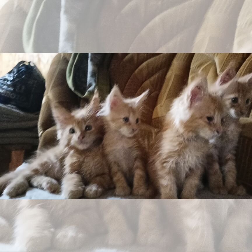 Котята мейн-кун полидакт рыжий