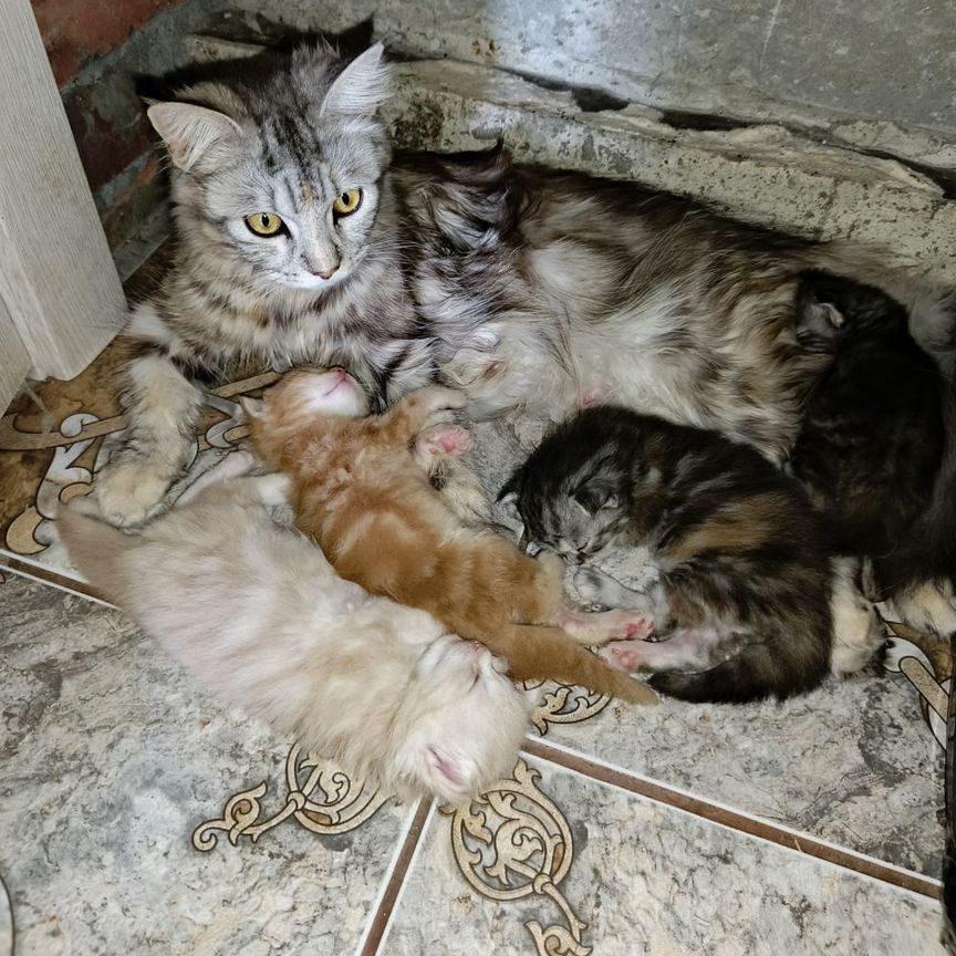 Котятки