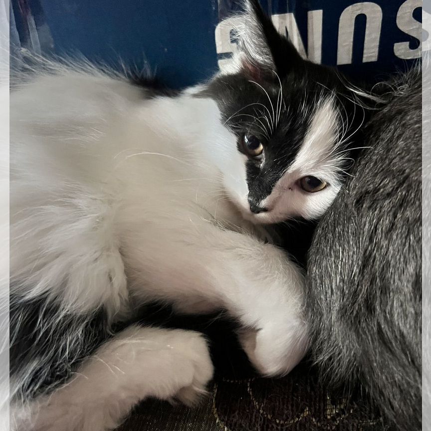 Отдаю кота в добрые руки котенка мальчика