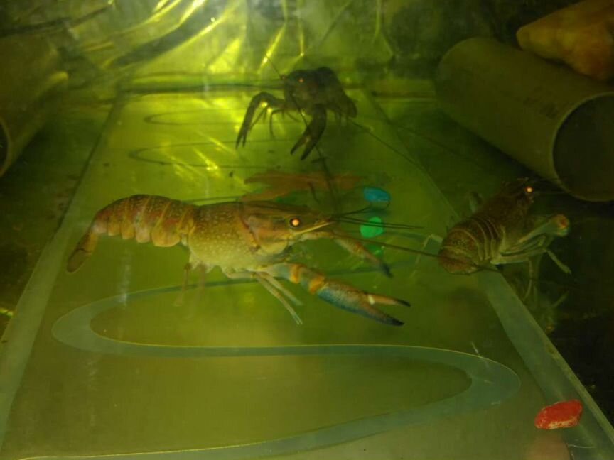 Австралийский красноклешневый рак