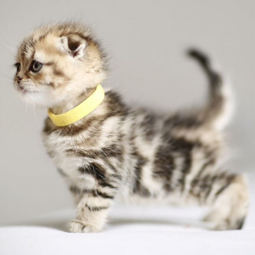 Шотландский вислоухий короткошёрстный котёнок