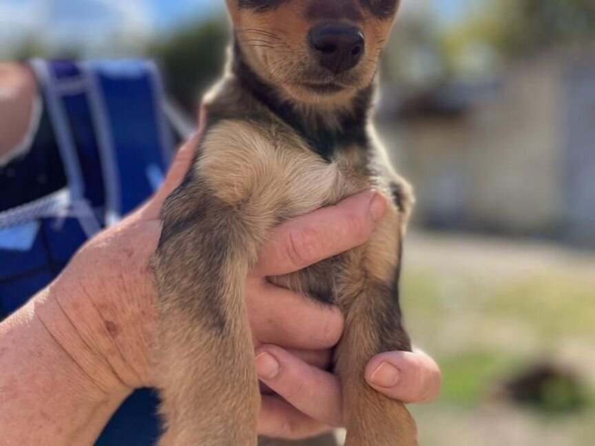 Щенок в добрые руки