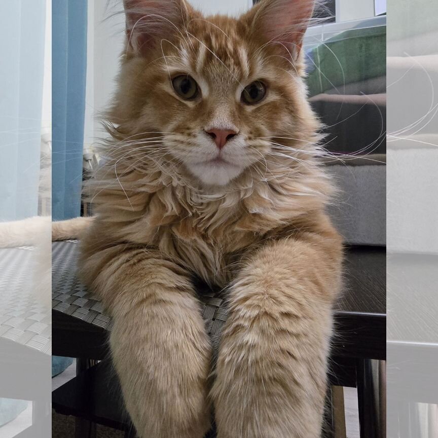 Котята мейн-кун рыжие