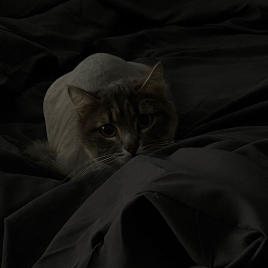 Отдам кота в добрые руки