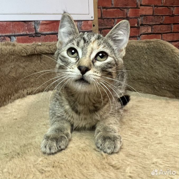 Котенок девочка Мия 3 мес ищет дом