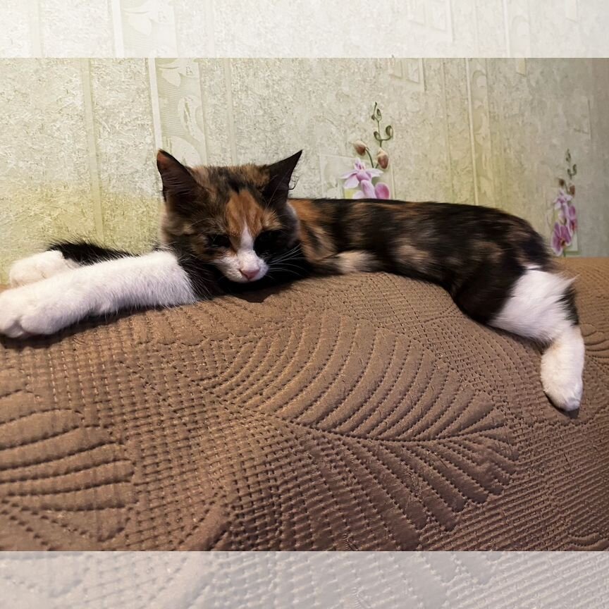 Котёнок в добрые руки