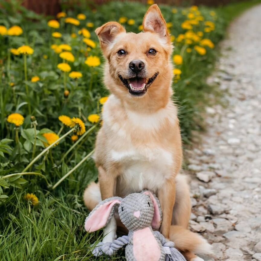 Маленькая собака для квартиры в добрые руки