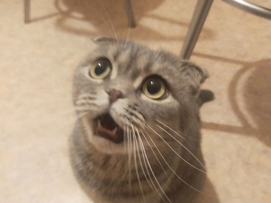 Шотландская вислоухая кошка бесплатно