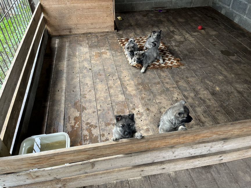 Щенки Норвежский Элькхунд
