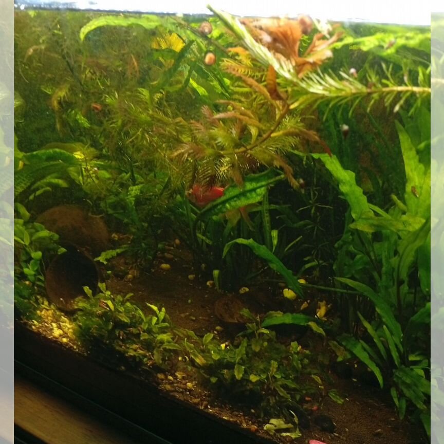 Водоросли для аквариума