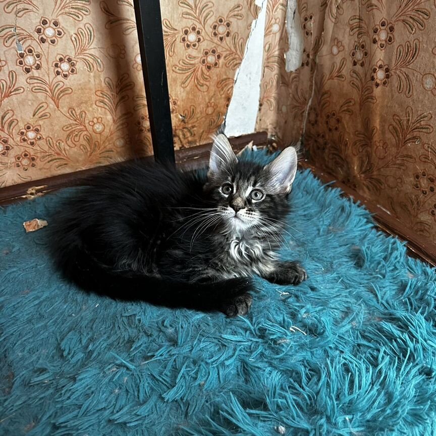 Котята мейн-кун