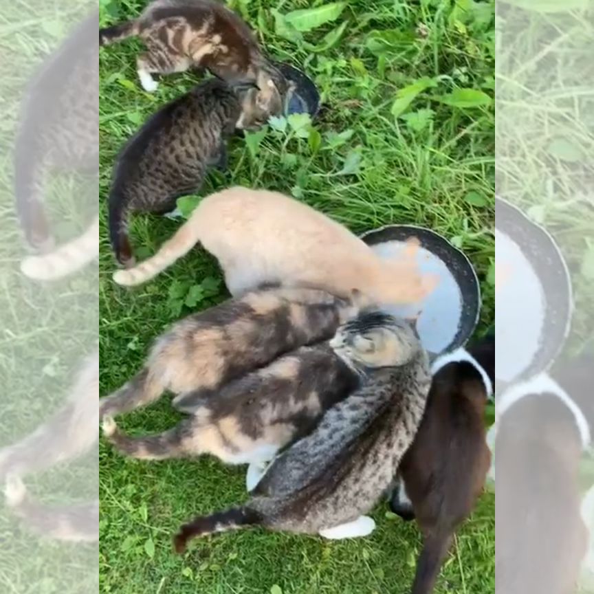 Котята в добрые руки
