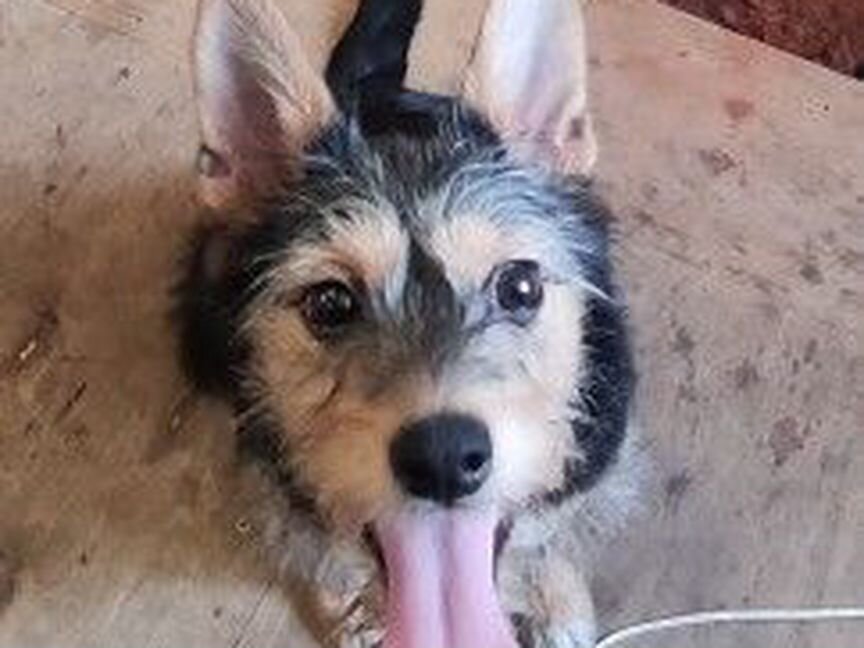 Найдена собака