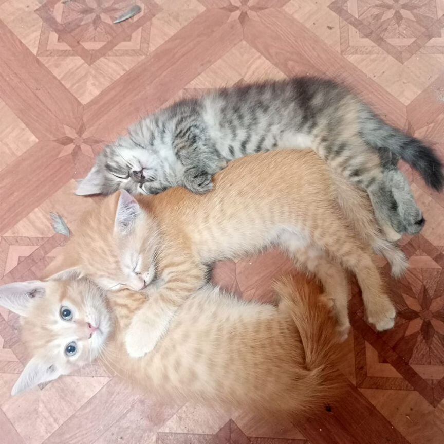 Котята в добрые руки