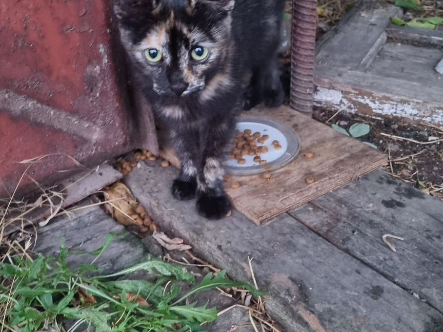 Кошечка в добрые руки
