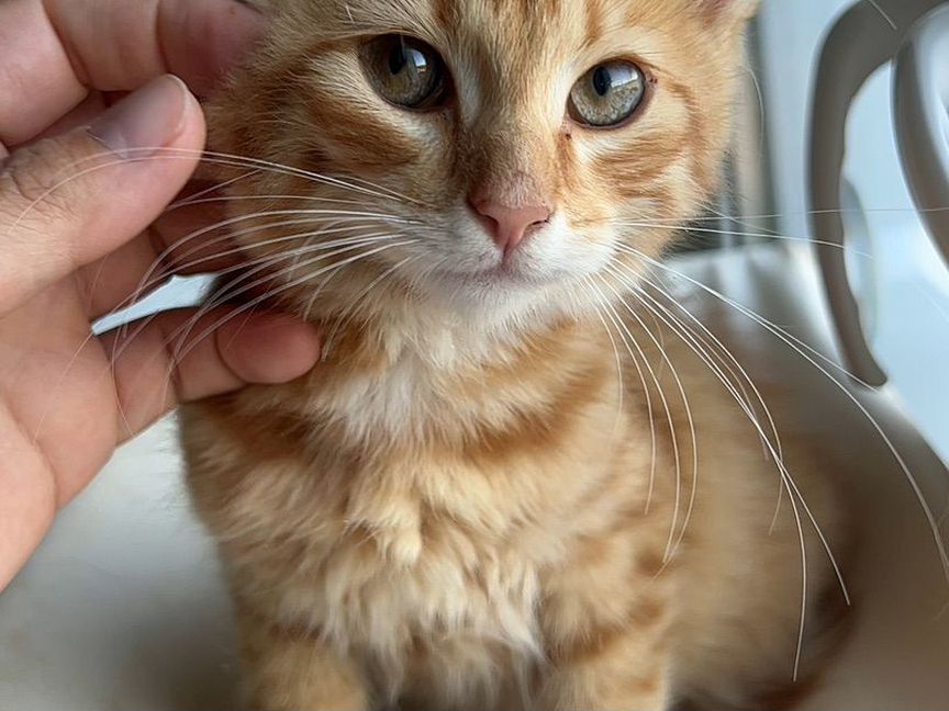 Котенок рыжий братья синхронисты