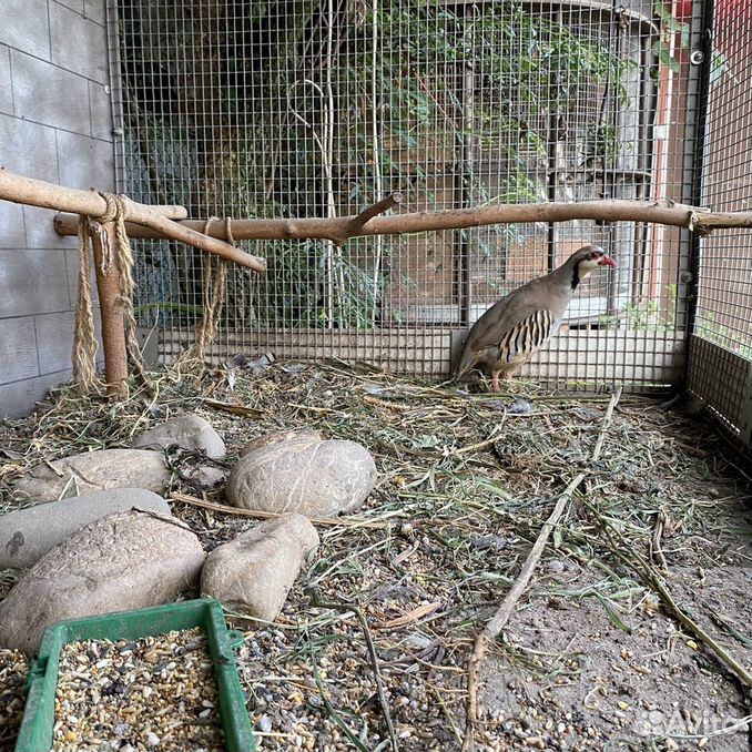 Курапатка горный кеклик