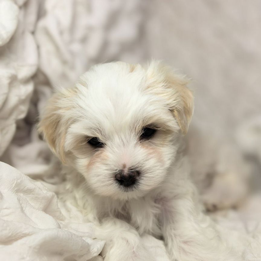 Бивер-йоркширский терьер, щенок