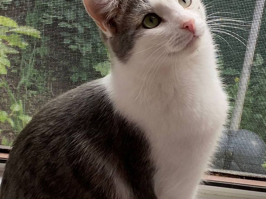 Кошка
