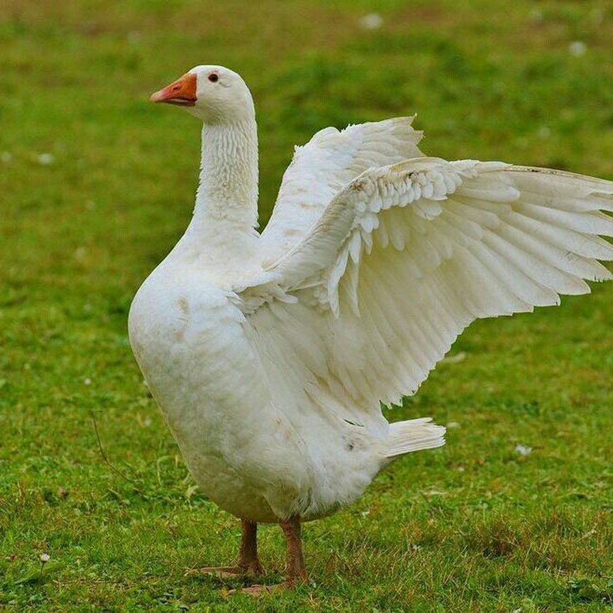 Гусь домашний